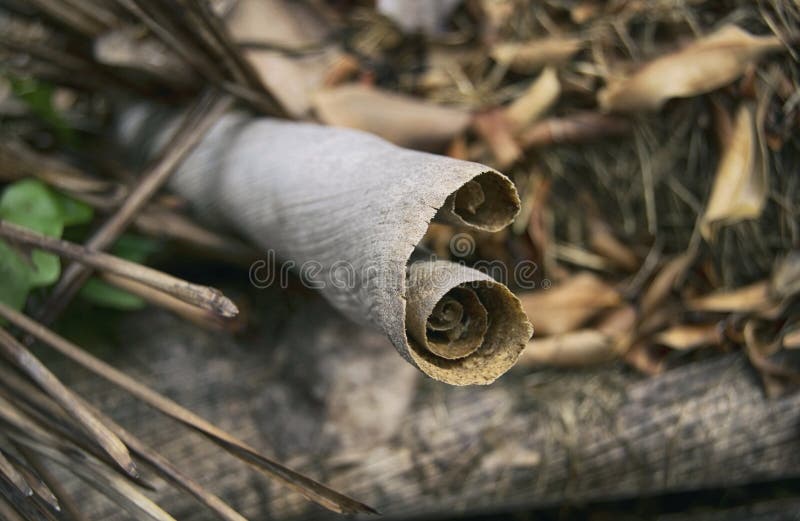 Roll from a dry leaf stock image. Image of natural, beautiful - 131431099