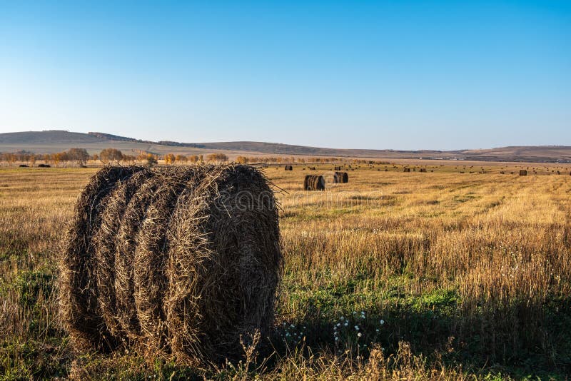 Roll of Fresh Hay in the Autumn Field, Livestock Stock Photo - Image of ...
