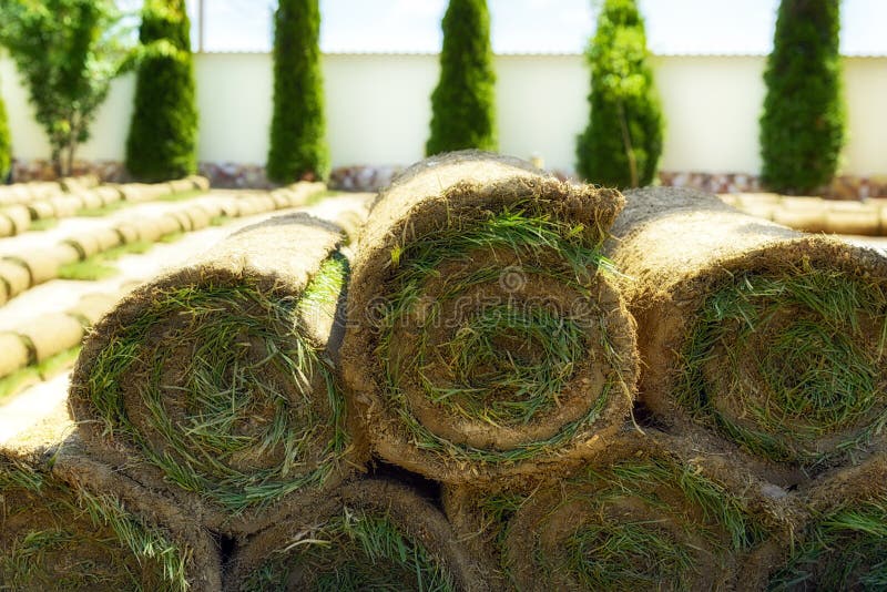 Roll Grass on the Ready Lawn Stock Image - Image of lawn, brown: 40883653
