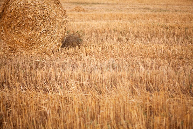 Roll of hay stock photo. Image of grow, farmland, barbed - 16505744