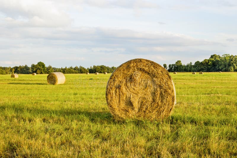 Roll of hay stock image. Image of round, growing, straw - 44230353