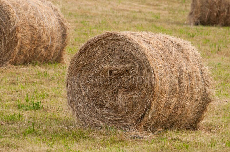 Roll of Haystack in a Meadow.Nature Stock Photo - Image of natural ...