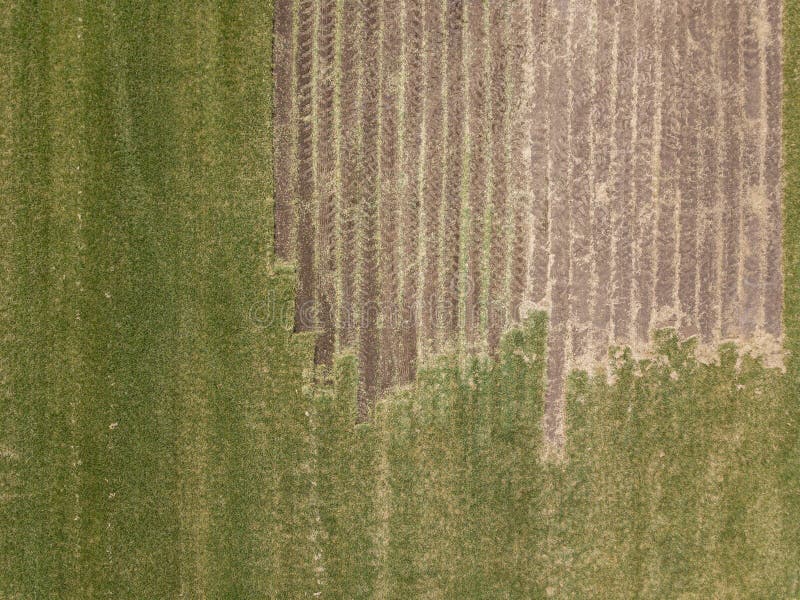 Roll lawn cultivating. stock photo. Image of natural - 181364596