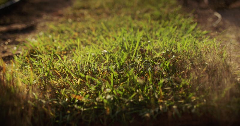 A Roll of Lawn Grass is Rolled Out on the Soil Prepared for Planting ...