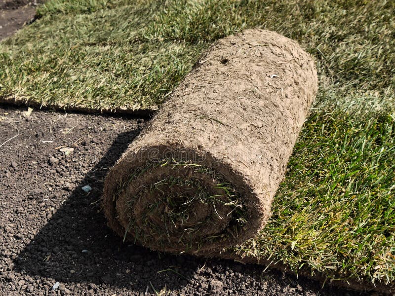 Roll of lawn stock image. Image of grow, plant, roll - 32942721