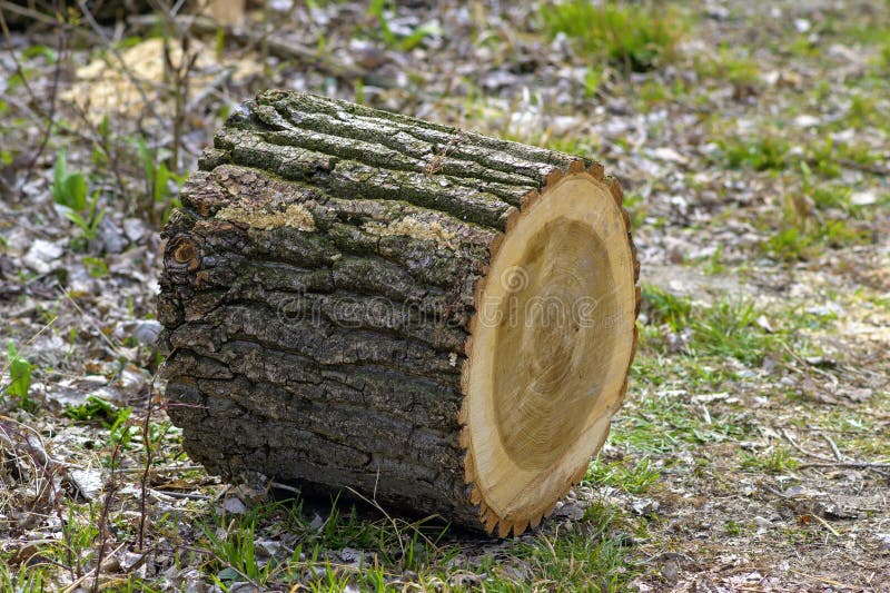 Roll made of a tree stem stock photo. Image of round - 178345280