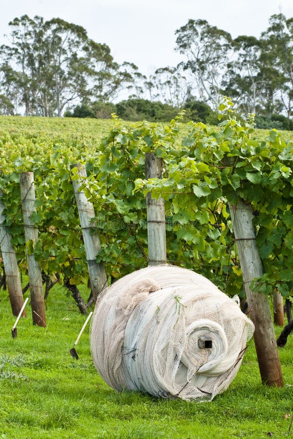 Roll of Netting To Protect Crop at Vineyard Stock Photo - Image of ...