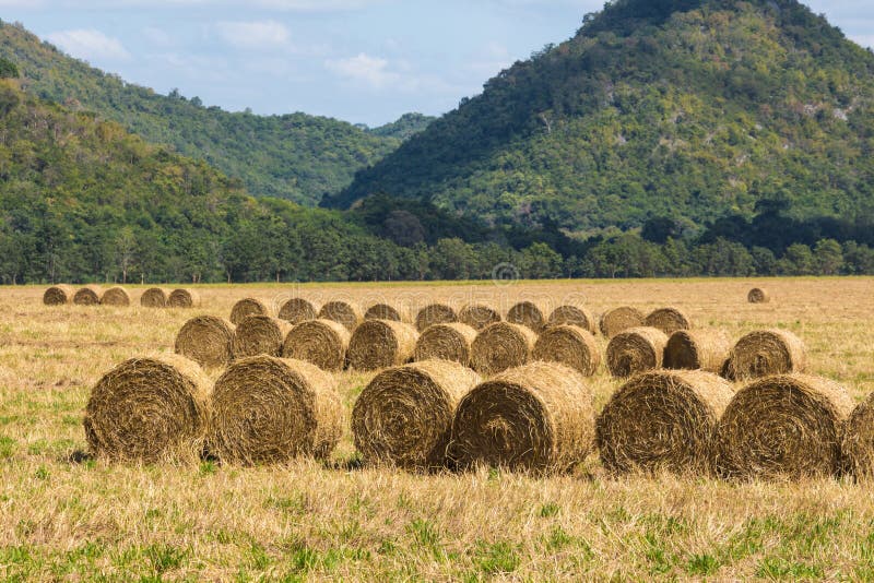 Roll straw farmland stock image. Image of wheat, nature - 65125511