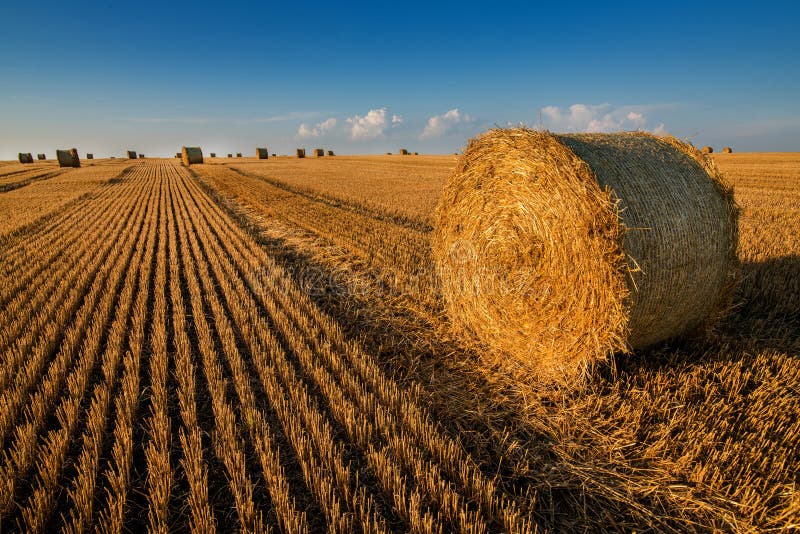 A Roll in a Field , Stubble Lines after Harvest Stock Image - Image of ...