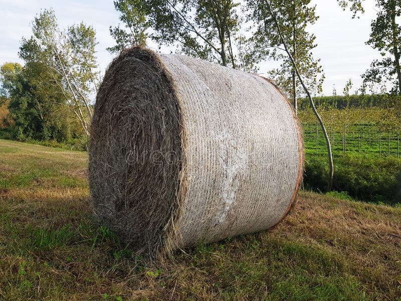 439 Forage Grass Roll Stock Photos - Free & Royalty-Free Stock Photos ...