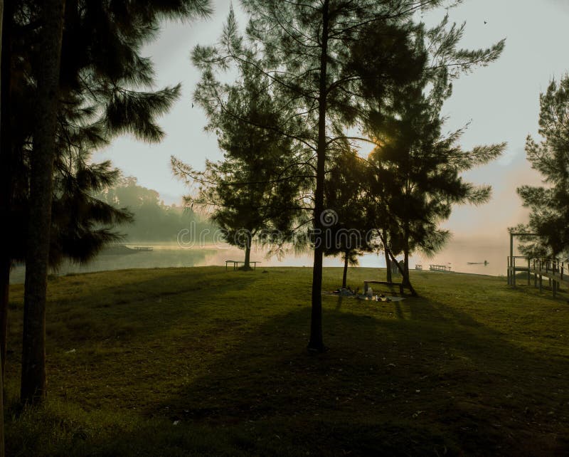 Roll Sun Forest in the Morning View Stock Image - Image of view, nature ...