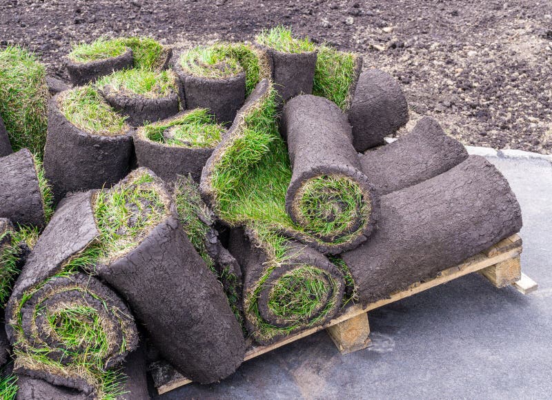 Roll turf on pallet stock photo. Image of turf, improvement - 212127512