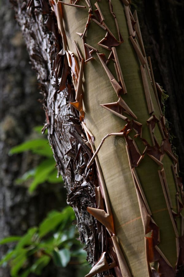 Roll up the bark stock image. Image of unique, tribe - 153476433