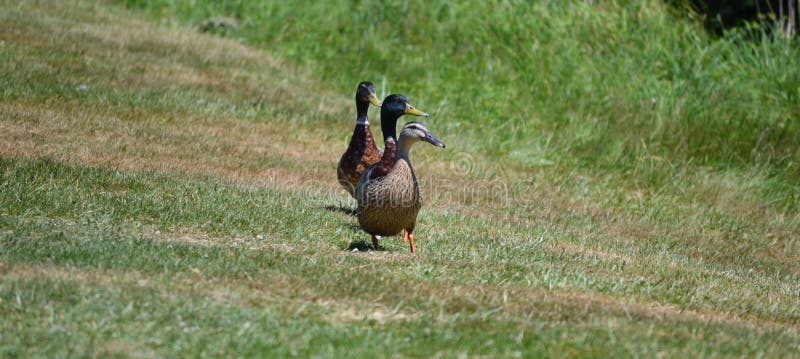 Roll up to see the duck stock image. Image of malard - 169411733