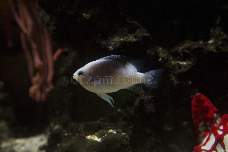 The Rolland S Demoiselle (Chrysiptera Rollandi). Stock Photo - Image of ...