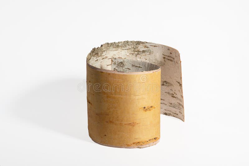 Roll of birch bark stock photo. Image of involute, woody - 16910796