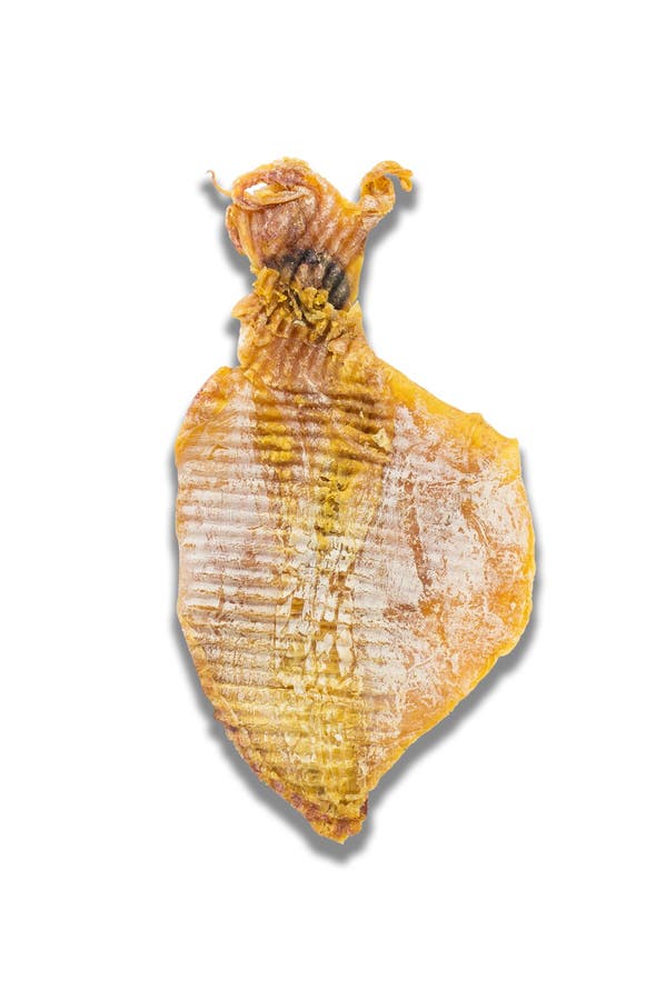 Rolled Cuttlefish. stock image. Image of sheet, tentacle - 224588427