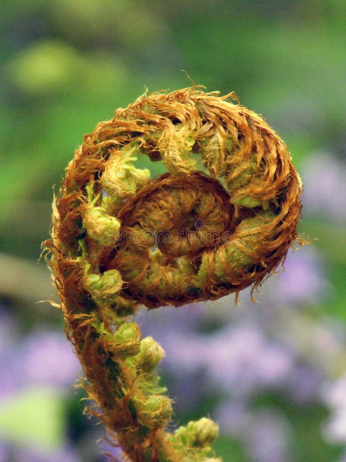 Rolled Fern Close Up Blurred Background Stock Photos - Free & Royalty ...