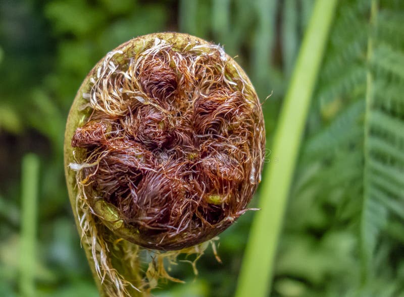 Rolled fern frond stock photo. Image of growth, leaf - 183380878