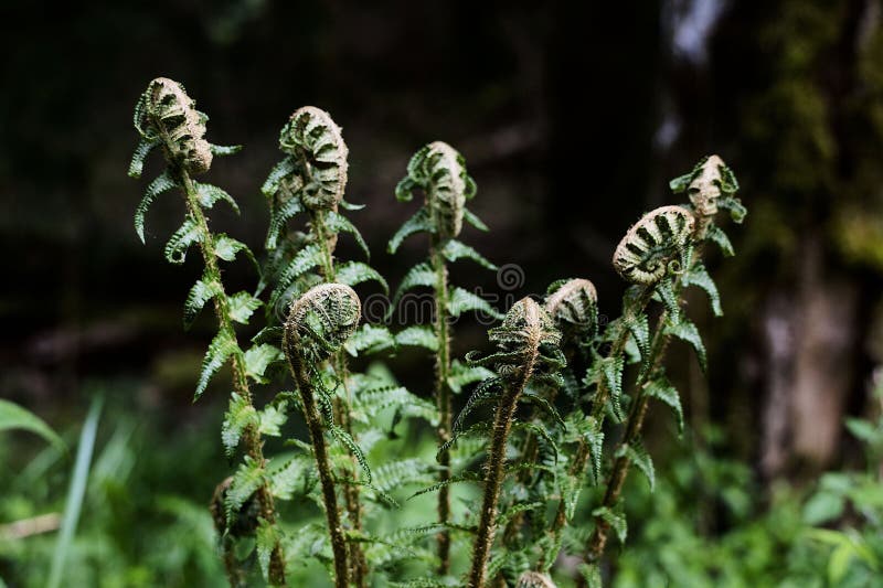 Rolled Fern Stems in a Forest Setting. Stock Image - Image of foliage ...