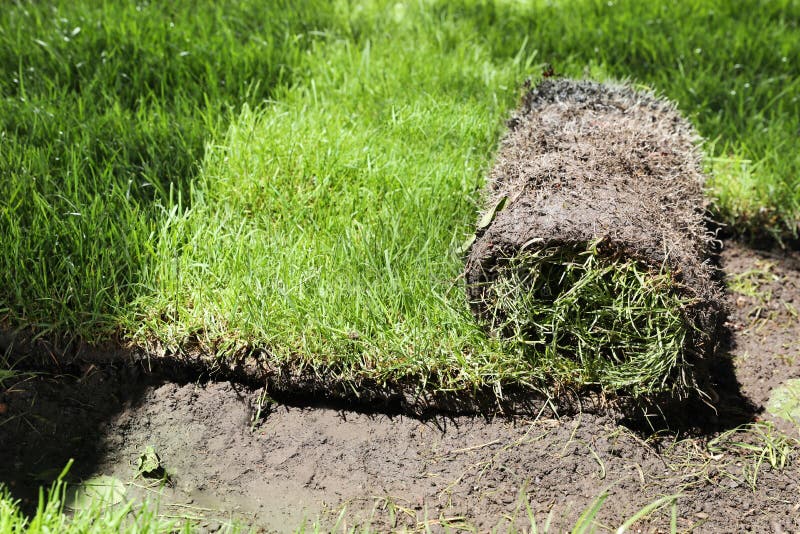 Rolled grass sod on ground stock image. Image of natural - 223977105