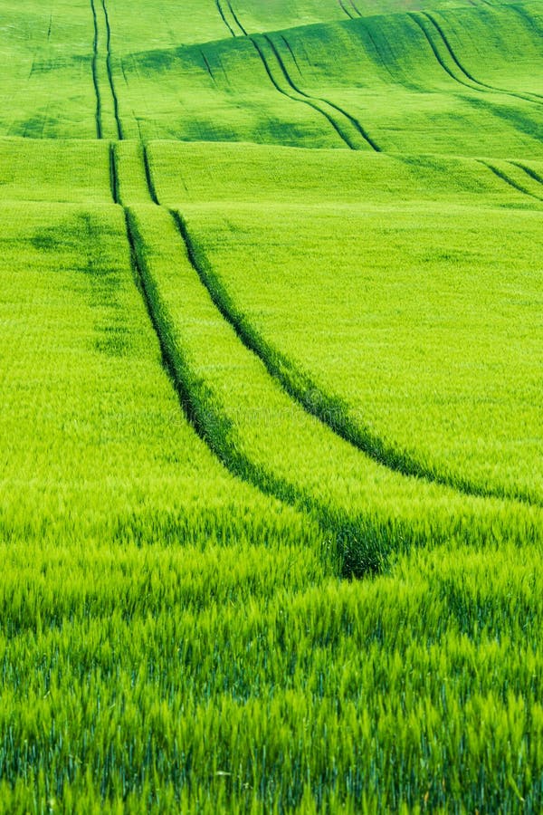 Rolled Green Spring Field, Patterns. Stock Photo - Image of wheat ...