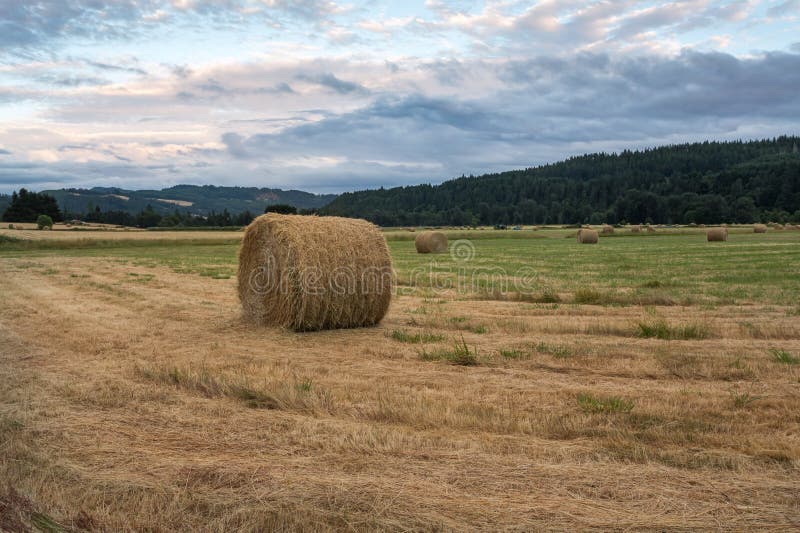 Rolled Hay Bale on a Field at Sunset Stock Image - Image of cultivated ...