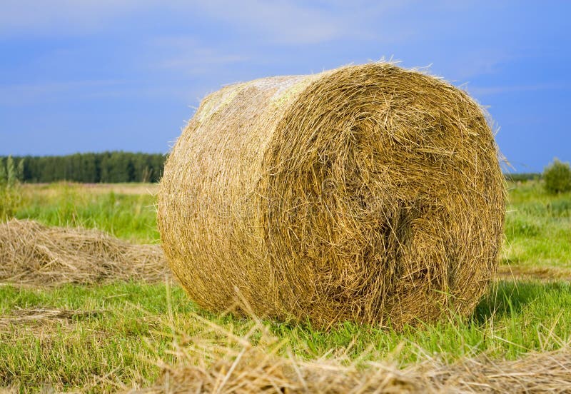 Rolled hay on meadow stock photo. Image of cutting, crop - 5983034