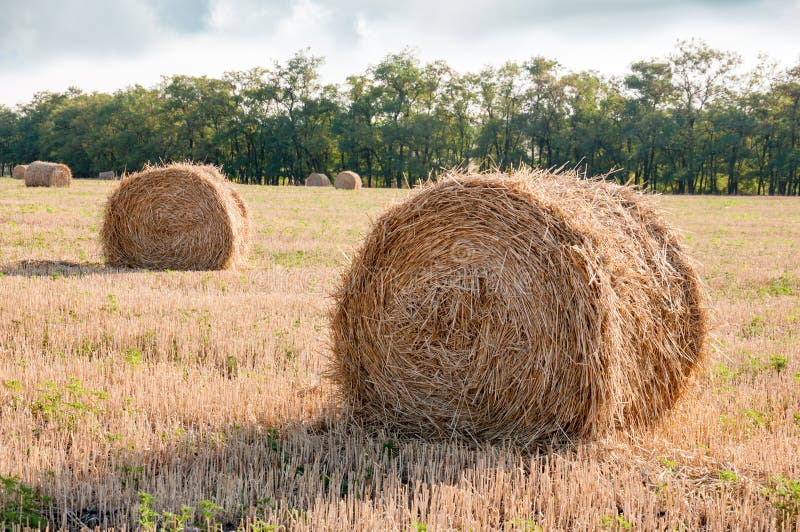 Rolled hay pack stock photo. Image of harvesting, meadow - 106841108