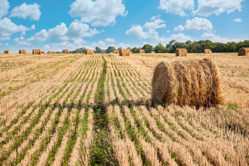 Rolled hay pack stock image. Image of land, environment - 106841079