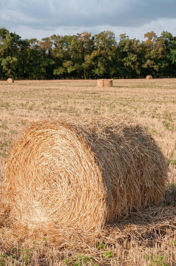 Rolled hay pack stock image. Image of environment, growth - 106841067