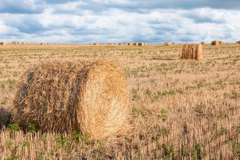 Rolled hay pack stock photo. Image of golden, harvesting - 106841566