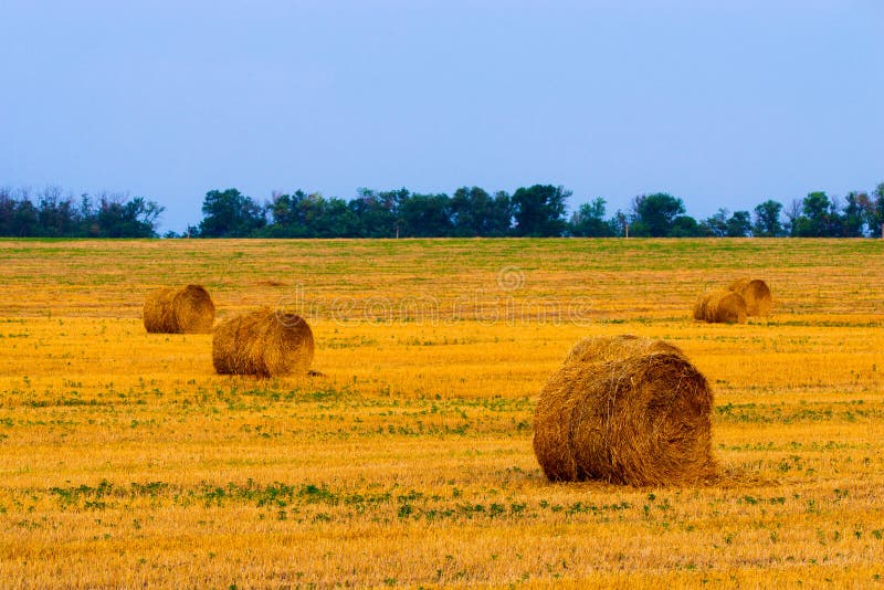 Agriculture Landscape. Beautiful View of Field Asian Farmers Growing ...