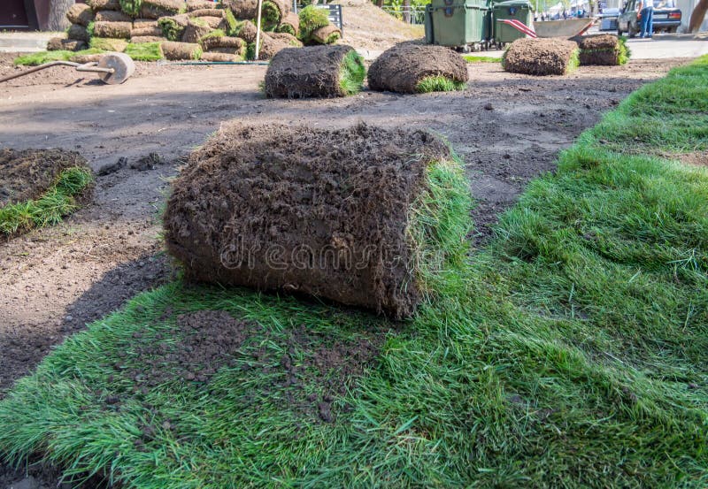 Rolled Lawn Preparation for Laying. Twisted Rolls of Soil with Grass on ...