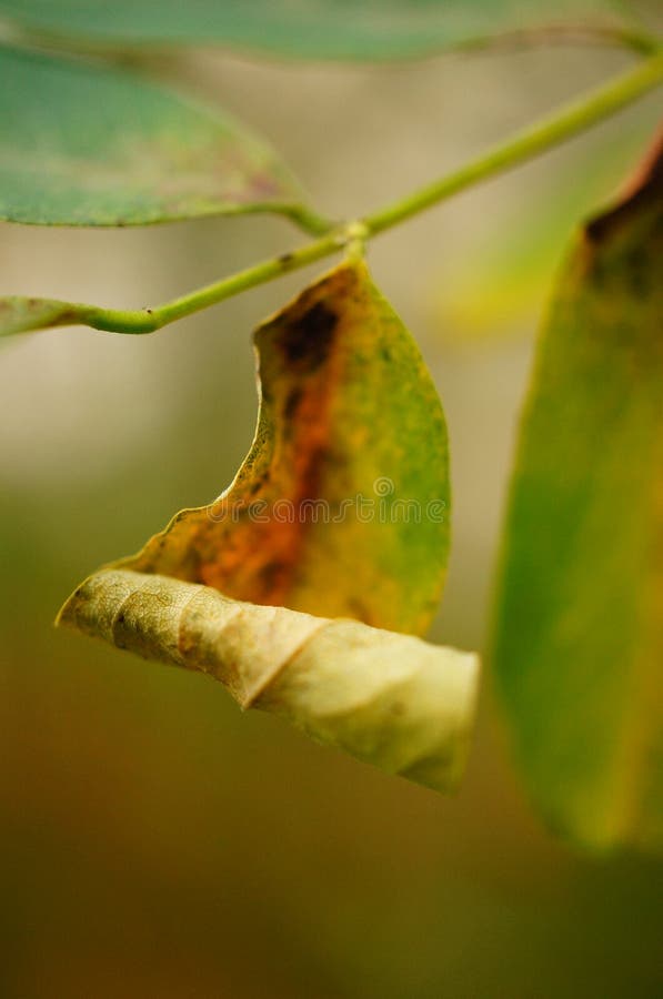 Rolled leaf stock image. Image of autumn, outdoor, rolled - 45431943