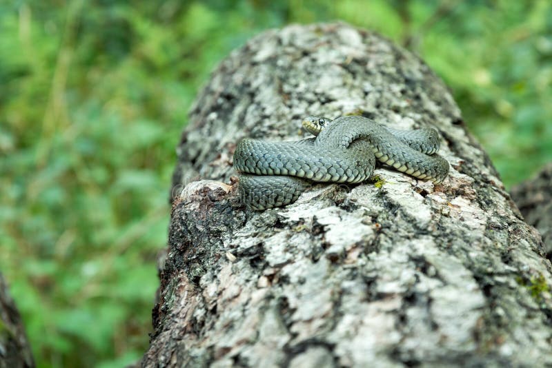 Rolled Natrix Natrix Snake on the Tree Trunk Stock Image - Image of ...
