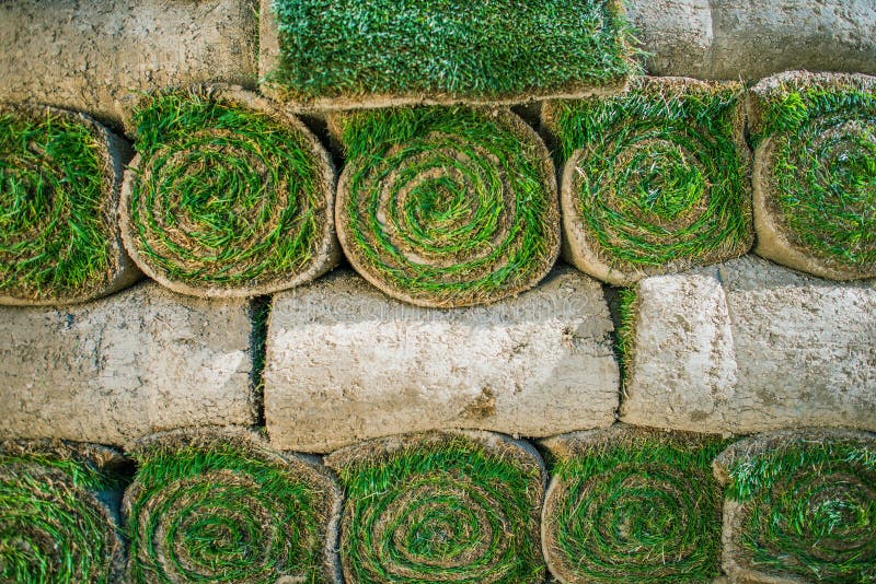 Grass Rolls Ready For Installation On A New Lawn Stock Photo - Image of ...
