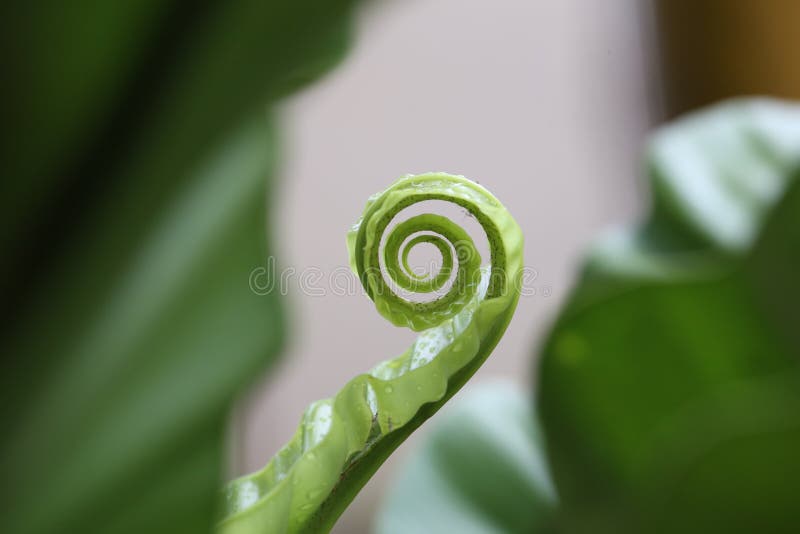 Rolled Leaf Of A Silverfern Stock Photo - Image of zeeland, strength ...