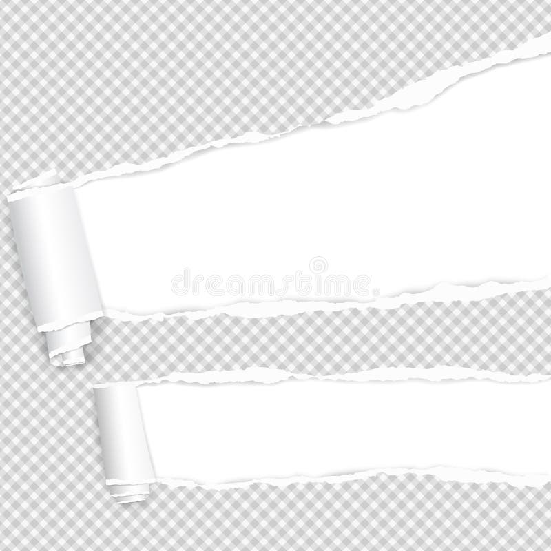 Rolled and Ripped Squared White Notebook Paper Sheet for Text. Vector ...