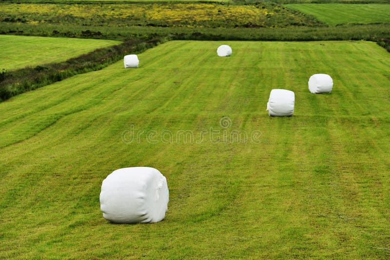 Rolled Silage Bales in the Meadow Stock Photo - Image of farm ...