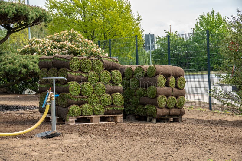 Rolled Turf is Laid on a Company Site Stock Photo - Image of nature ...