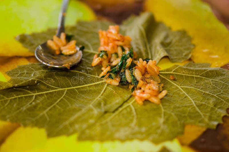 Rolled Turkish Dolma Ready for Cooking Stock Image - Image of homemade ...