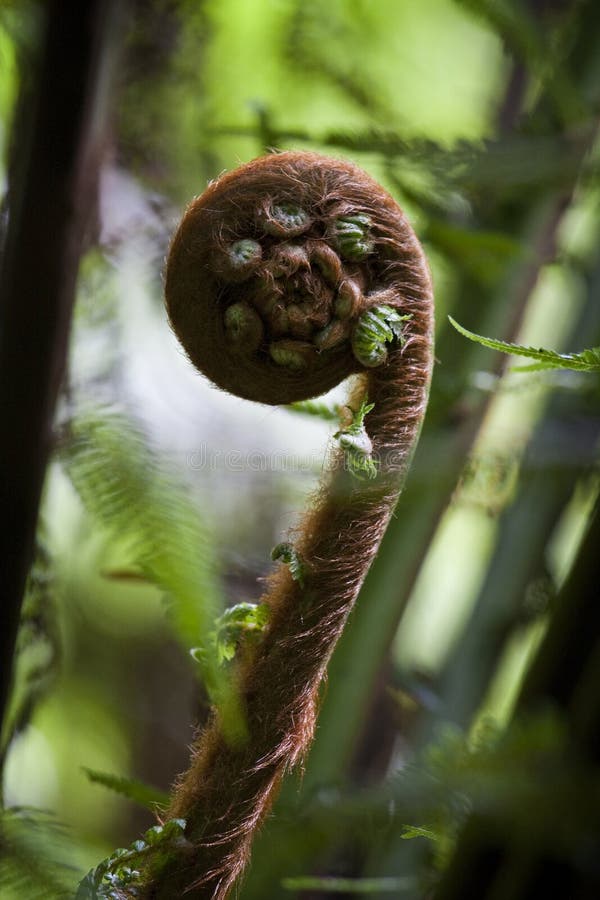 Rolled up Fern stock image. Image of forest, round, plants - 19020069