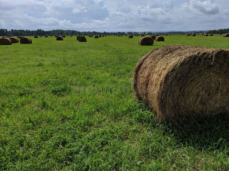 Rolled Up Hay Bales in a Field Stock Photo - Image of nature, wheat ...