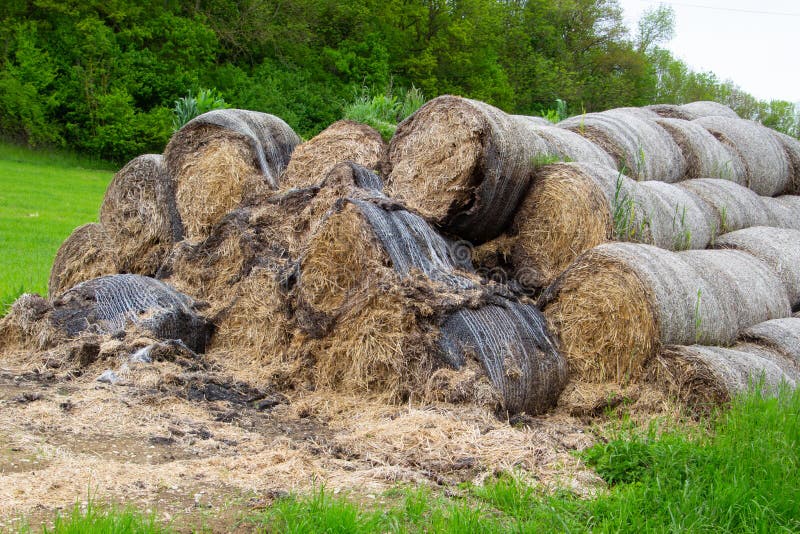 Rolled Up Hay Bales Wrapped in a Net and Piled Up To a Heap Stock Photo ...