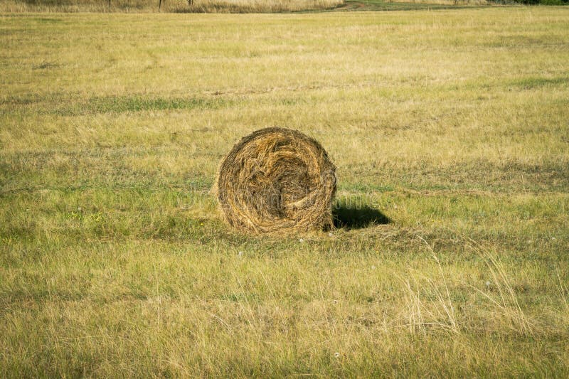 Rolled Up Haystack in Field. Twisted Grass for Animal Feed on Farm ...