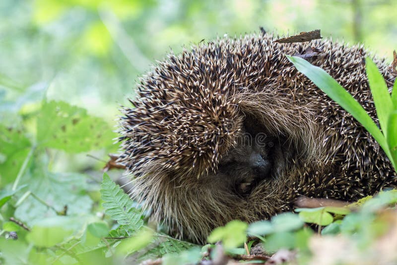Rolled up hedgehog stock photo. Image of horizontal, gloves - 19350854