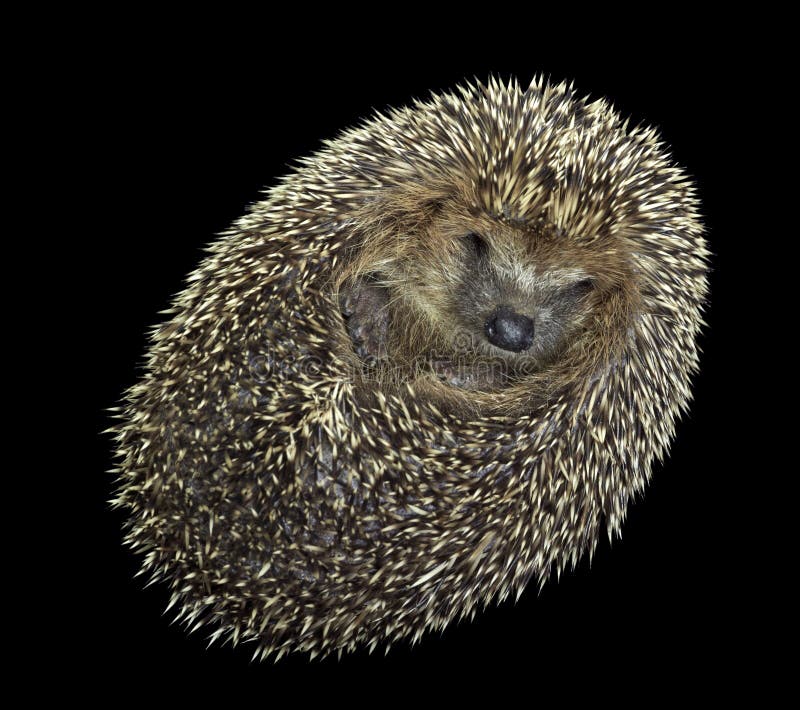 Rolled-up Hedgehog Portrait Stock Image - Image of back, high: 21528579