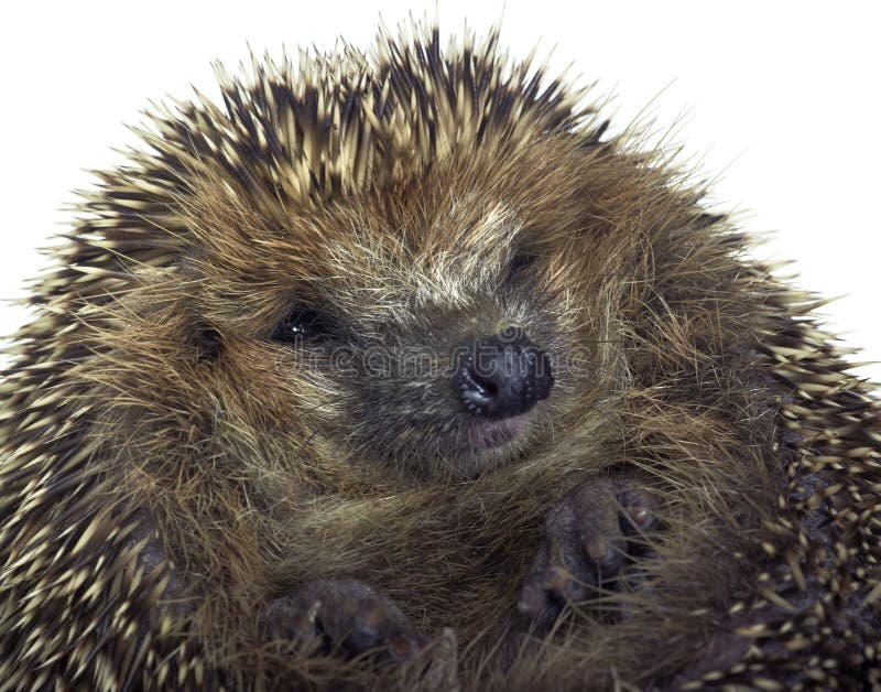 Rolled-up Hedgehog Portrait Stock Photo - Image of cute, handsome: 24550816