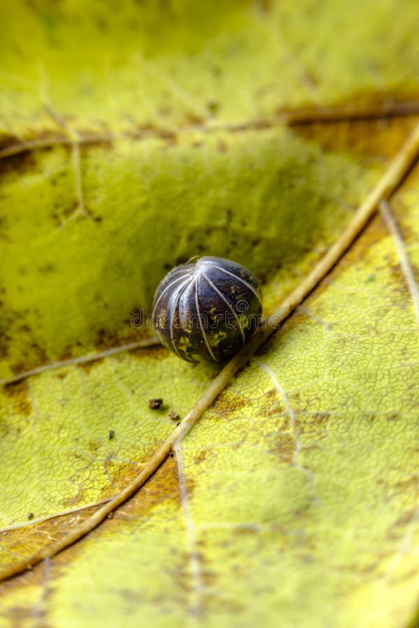 Rolled-up Pill Bug Armadillidiidae Stock Photo - Image of detail, poly ...